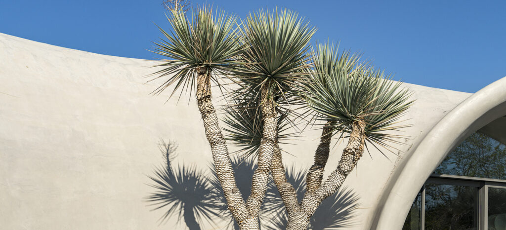 Morningview | Binishells