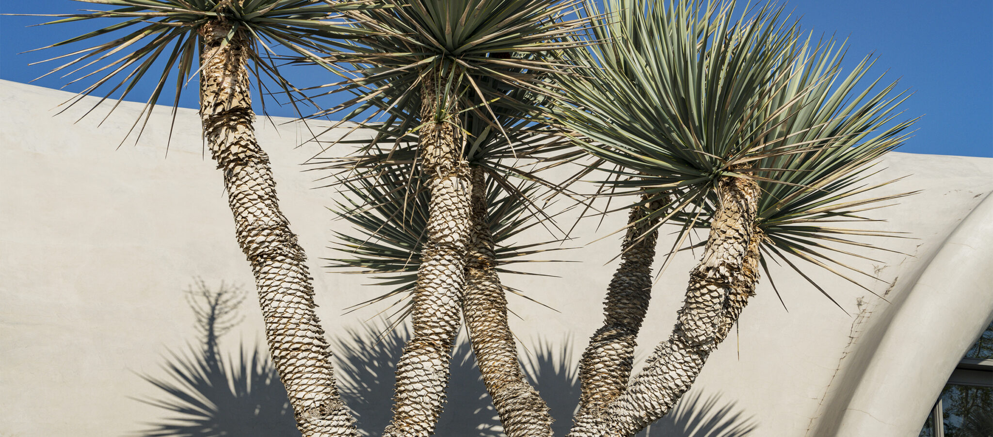 Morningview | Binishells